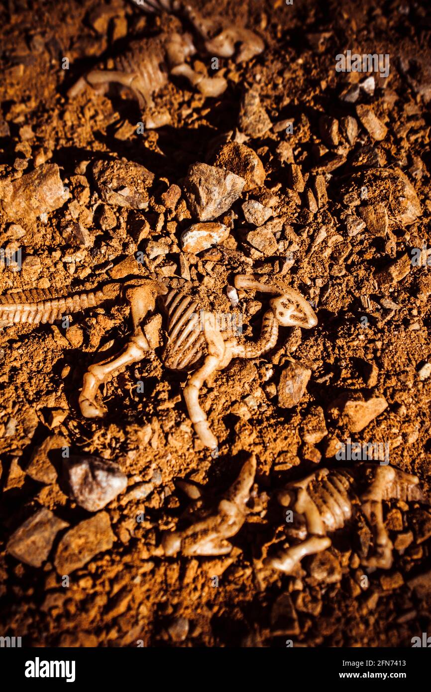 Parasaurolophus Skull High Resolution Stock Photography and Images - Alamy