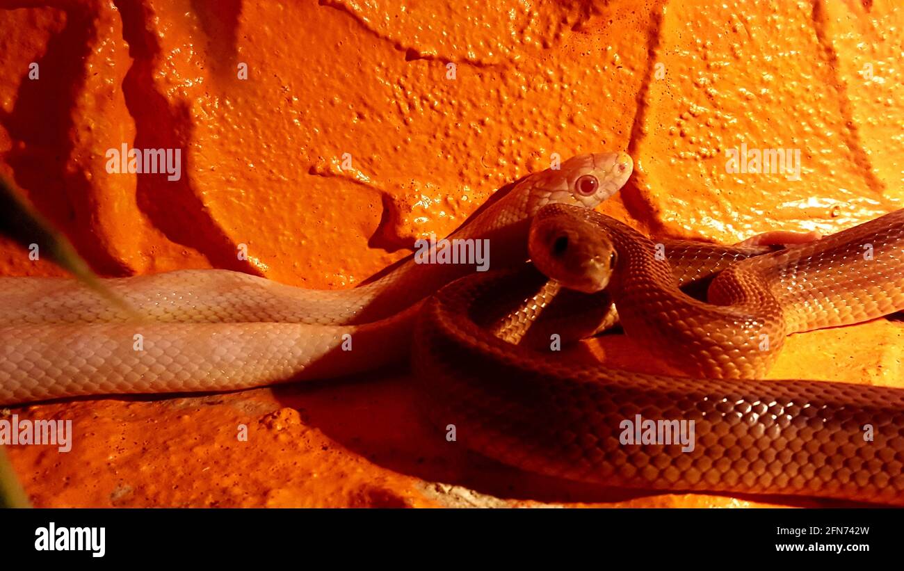Closeup shot of snakes on a cave Stock Photo - Alamy