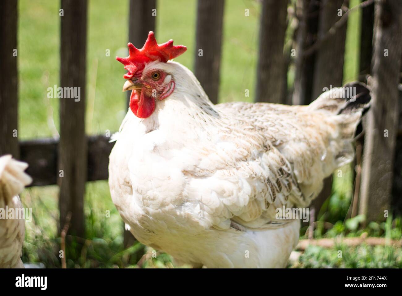 Closeup shot of a white hen on the farm Stock Photo - Alamy