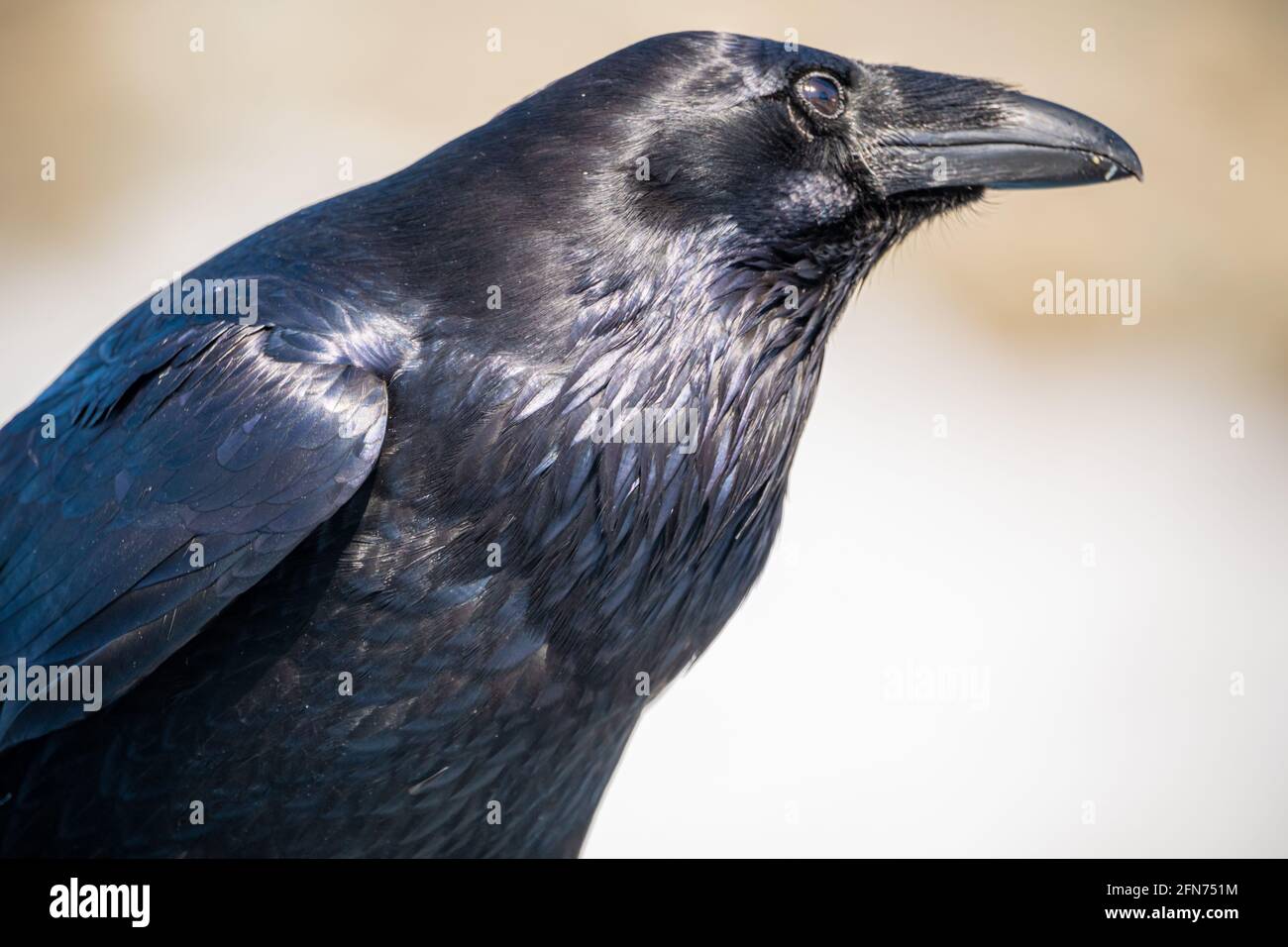 Close up shot of a common raven in northern Canada with natural colored ...