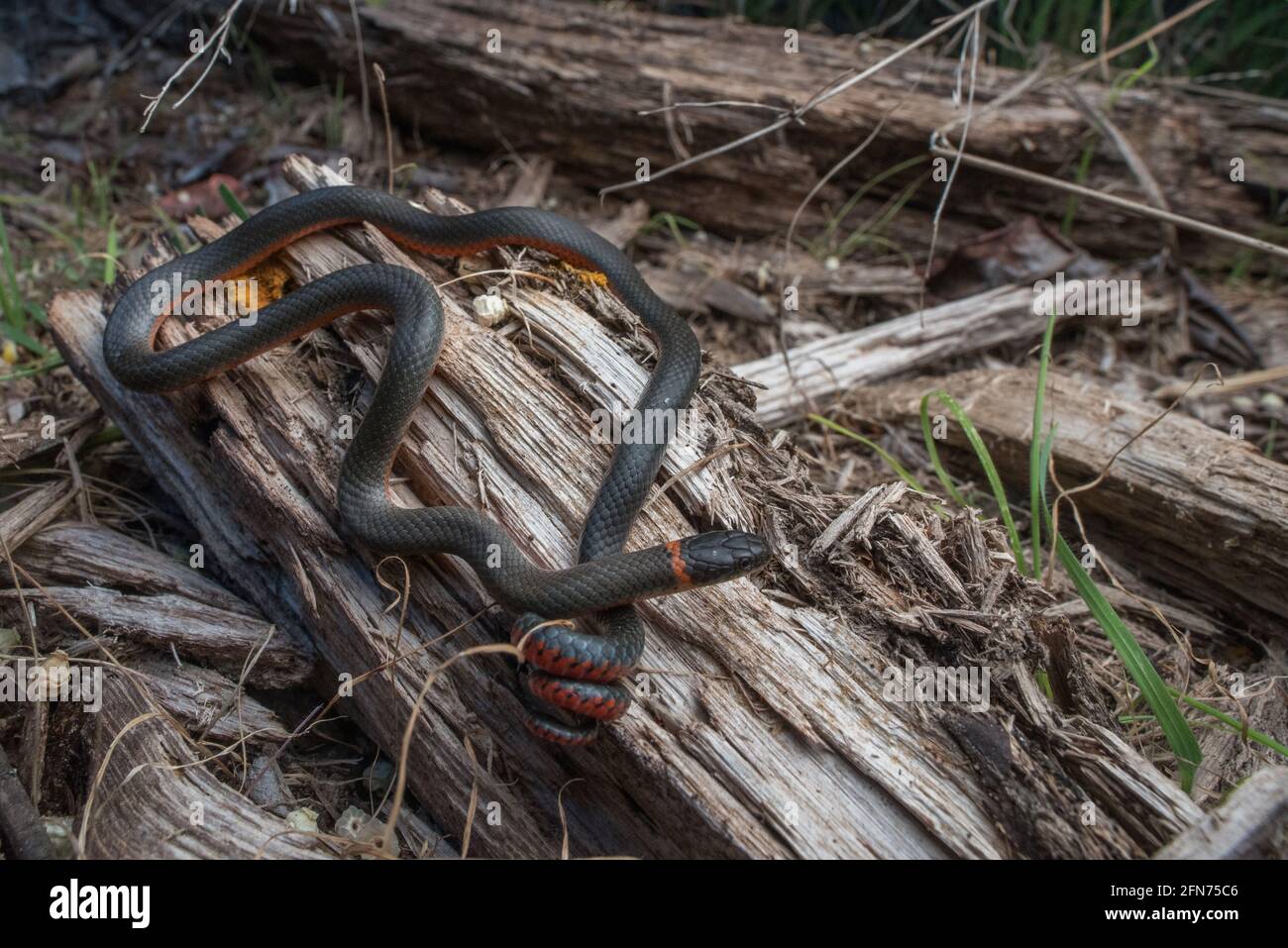 Pacific ring neck snake hi-res stock photography and images - Alamy