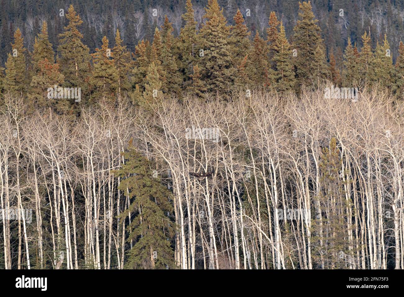 Boreal Mountain High Resolution Stock Photography and Images - Alamy