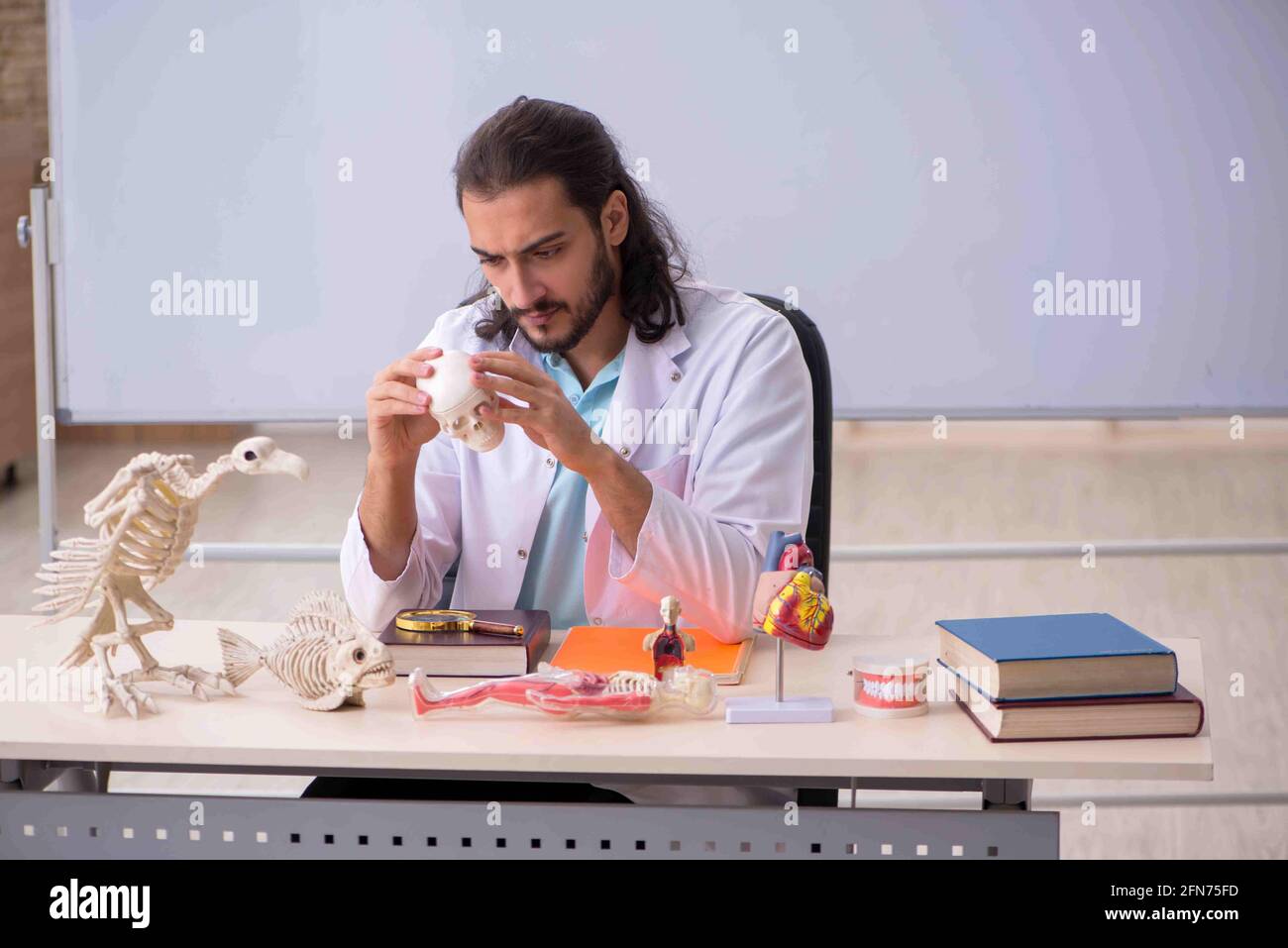 Young zoologist examining skeleton in the lab Stock Photo - Alamy