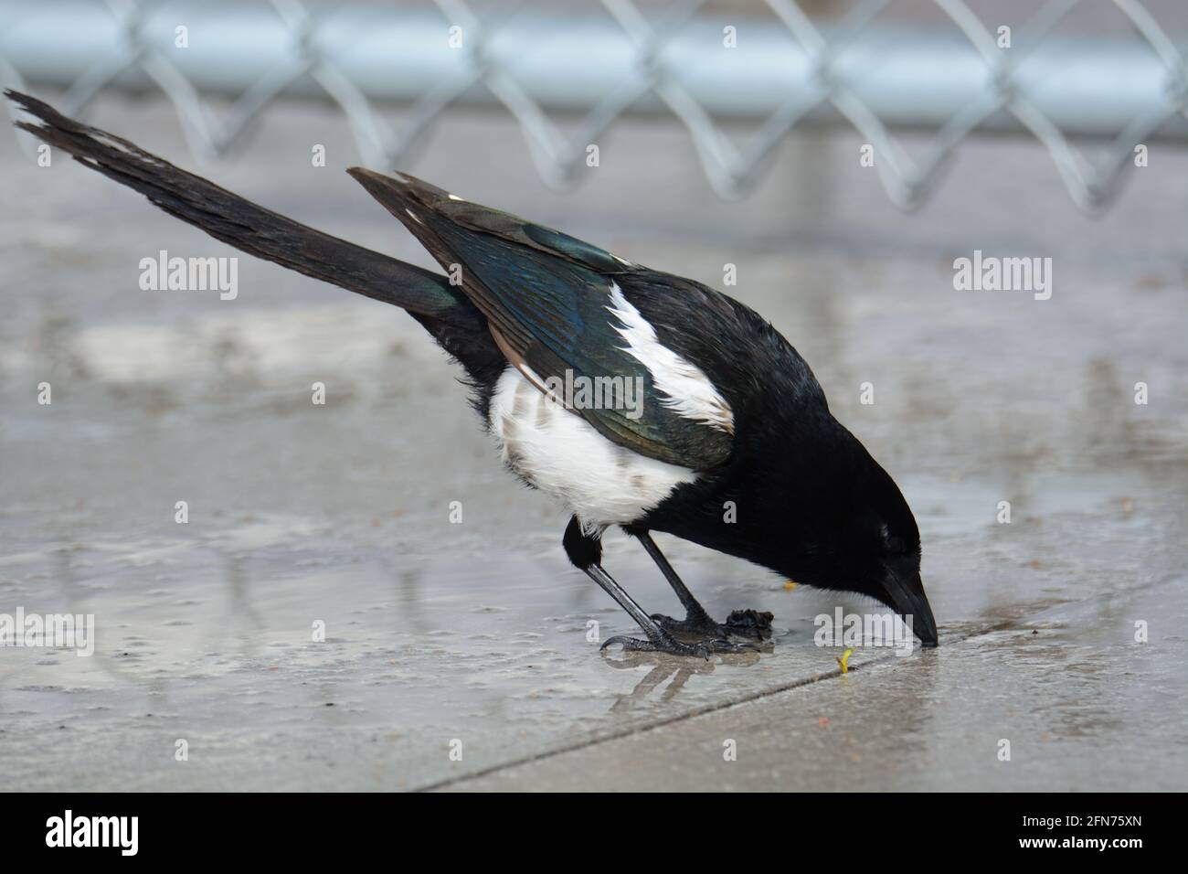 American magpie hi-res stock photography and images - Alamy