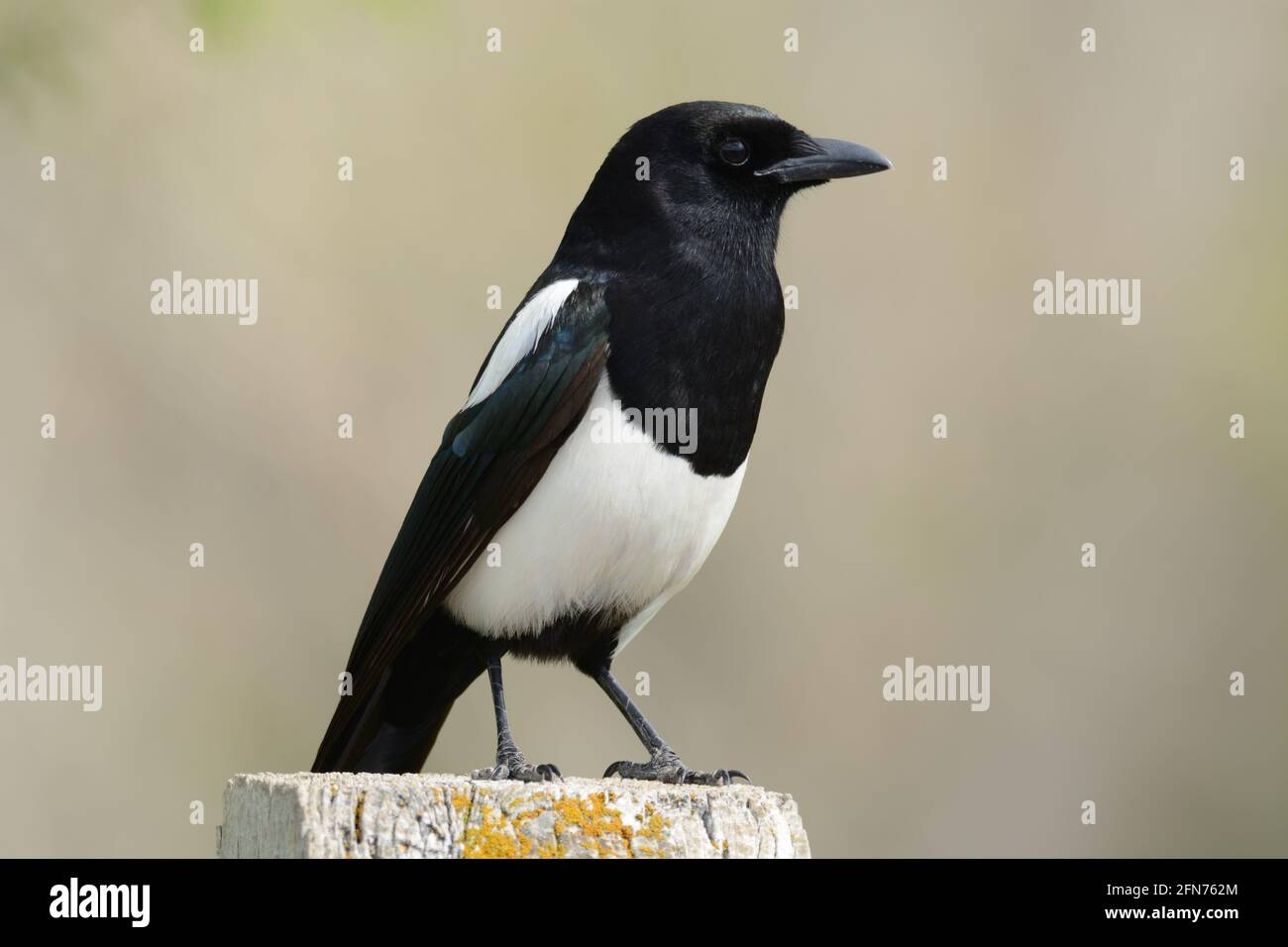 American magpie hi-res stock photography and images - Alamy