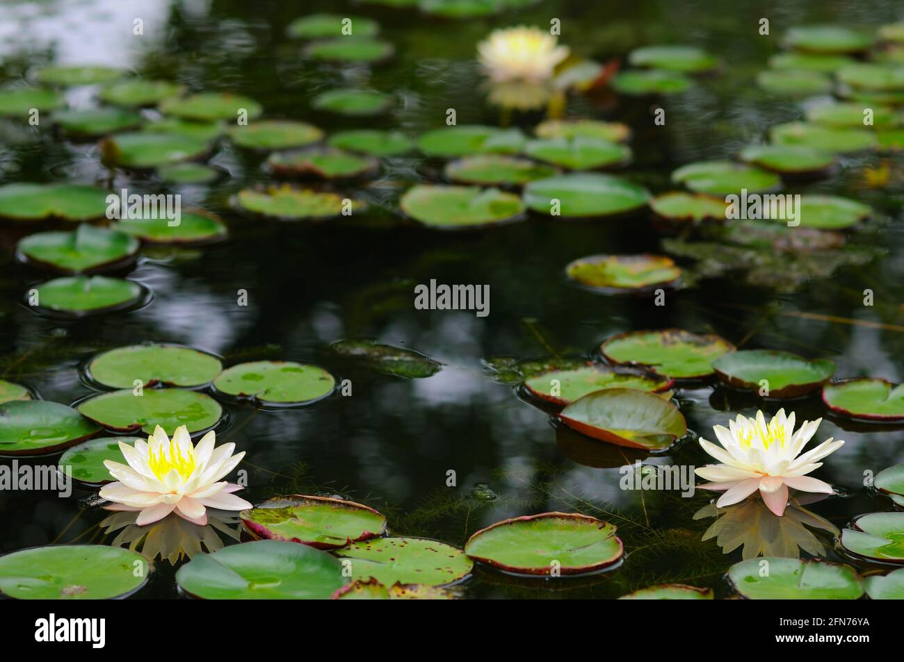 Lilies lily pads water plants hi-res stock photography and images - Alamy