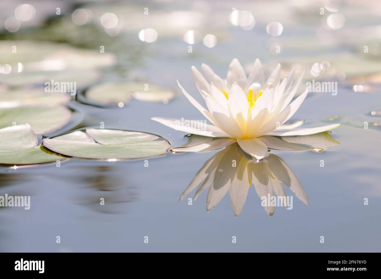Bangkok lily pads hi-res stock photography and images - Alamy