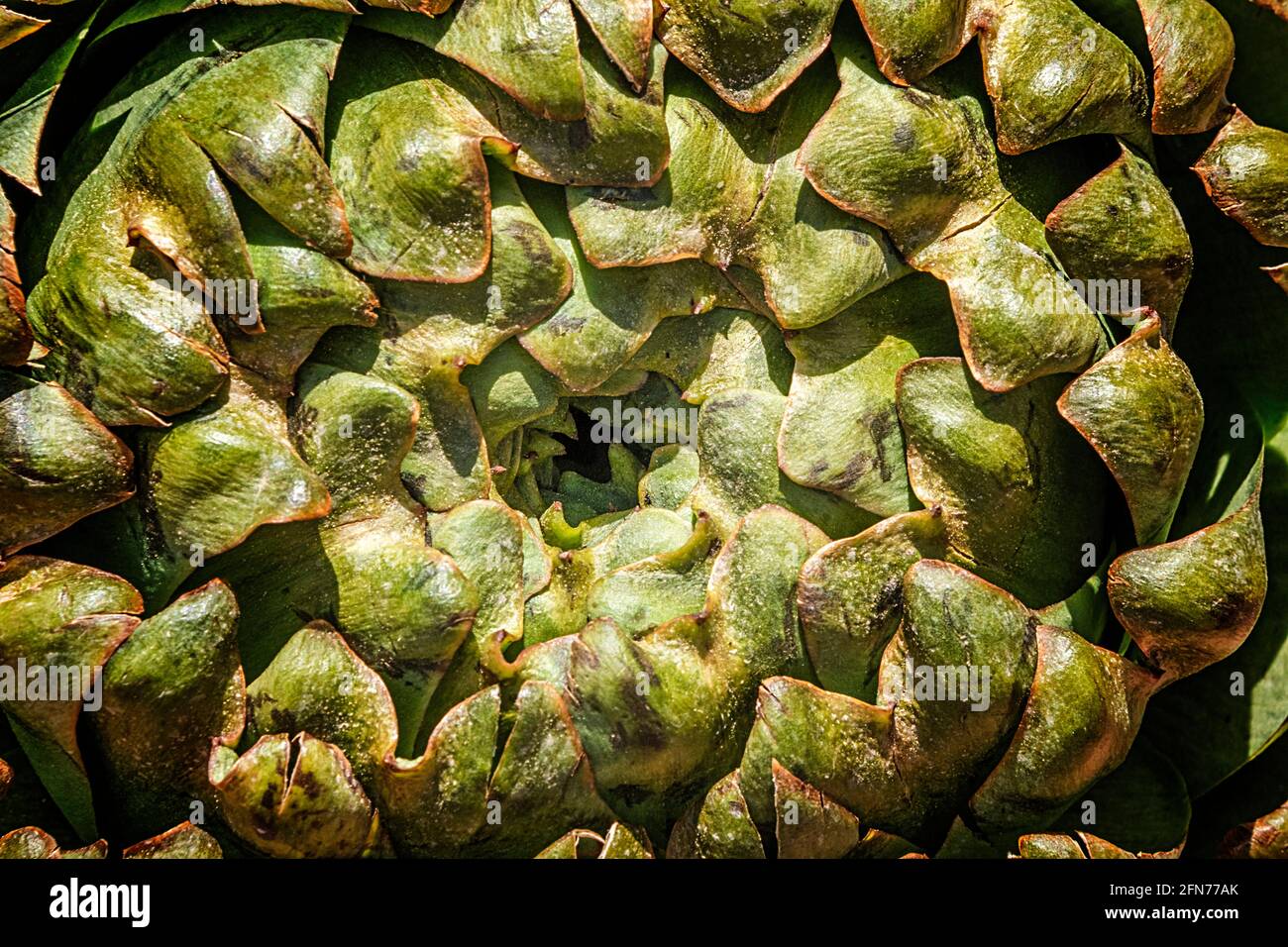Whole pattern hi-res stock photography and images - Alamy