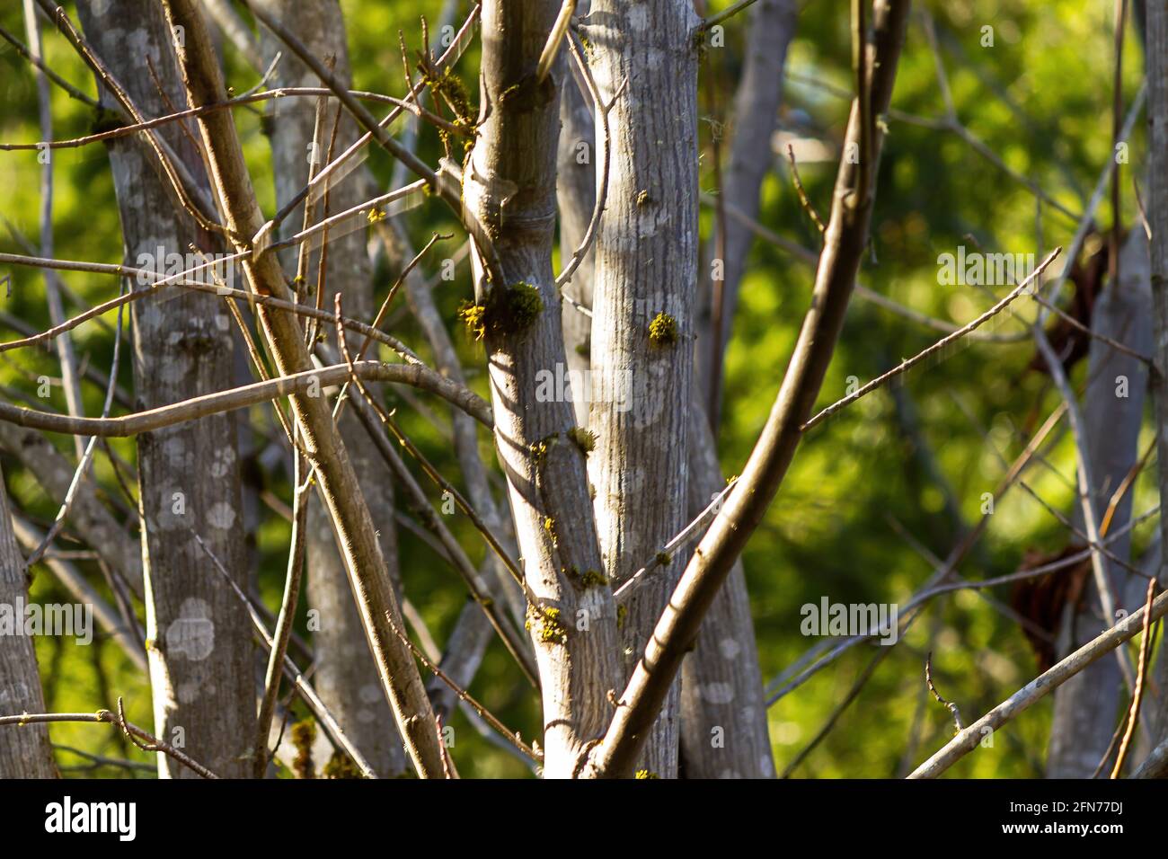white branches high up in a tree in summer Stock Photo - Alamy