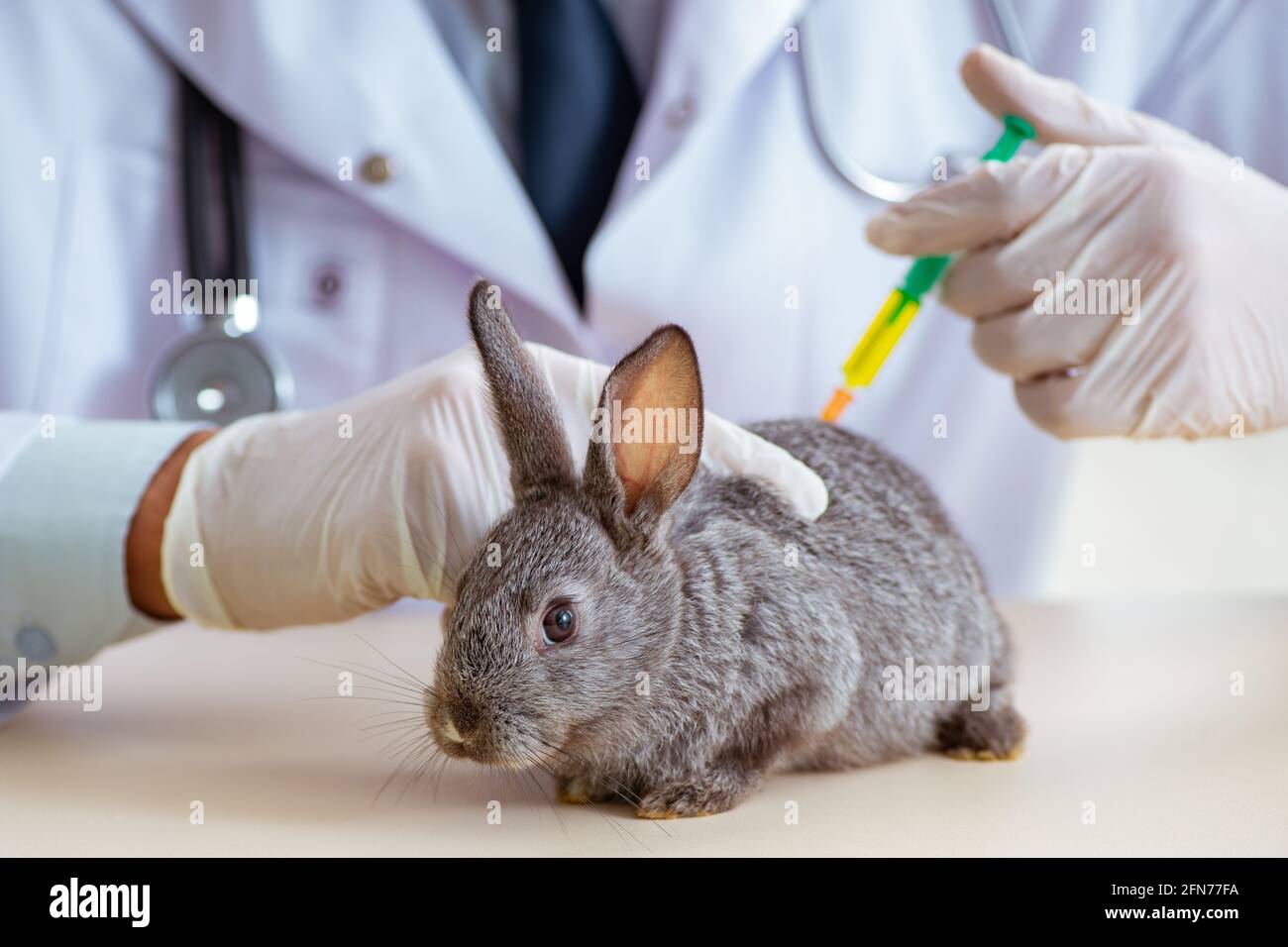 The vet doctor checking up rabbit in his clinic Stock Photo - Alamy