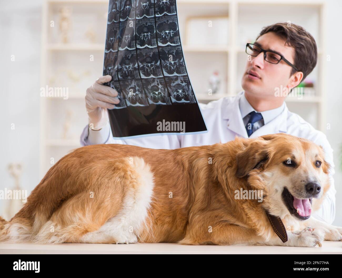 The doctor examining golden retriever dog in vet clinic Stock Photo - Alamy