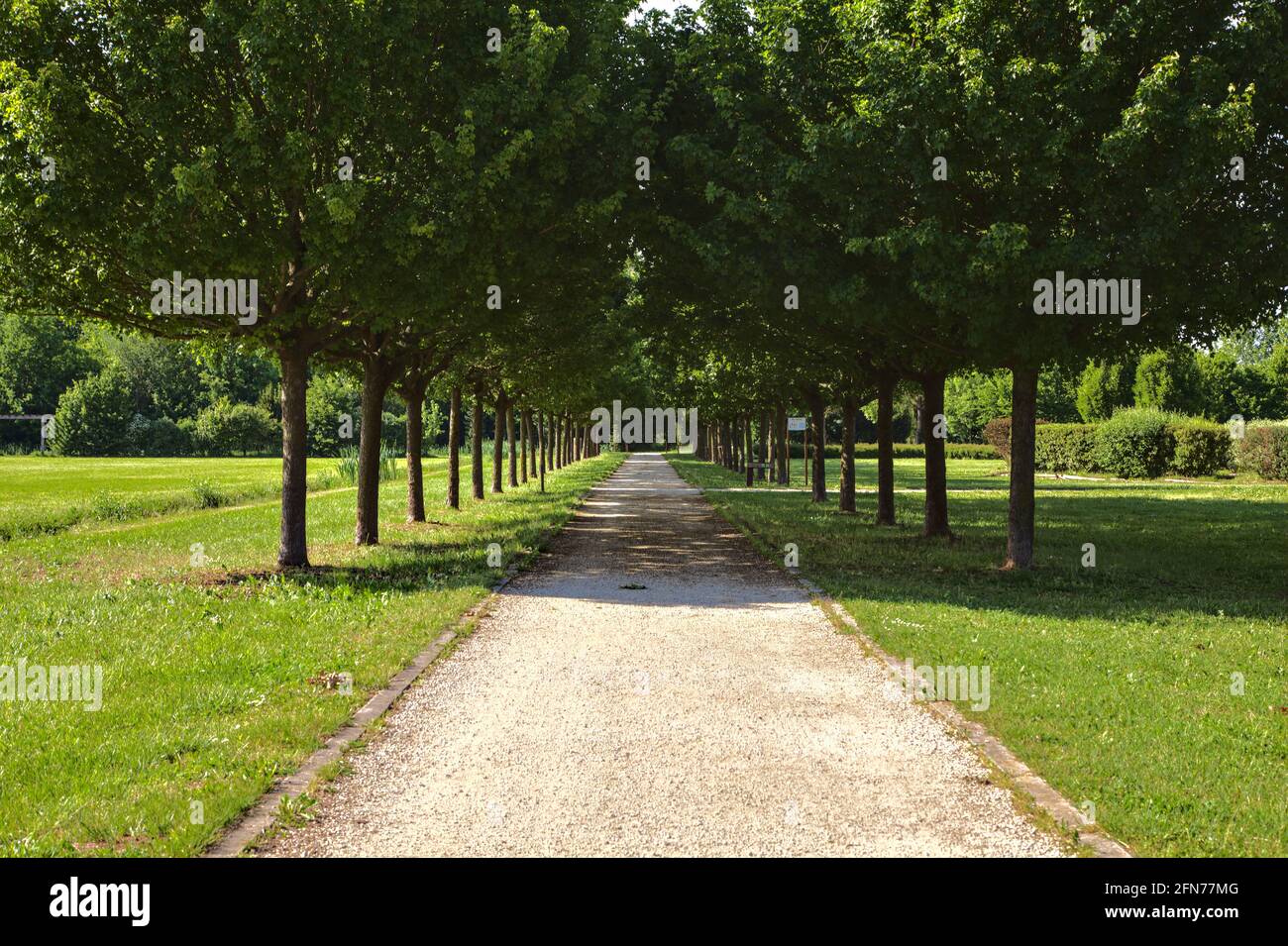 Path in a park in the italian countryside bordered by trees Stock Photo ...