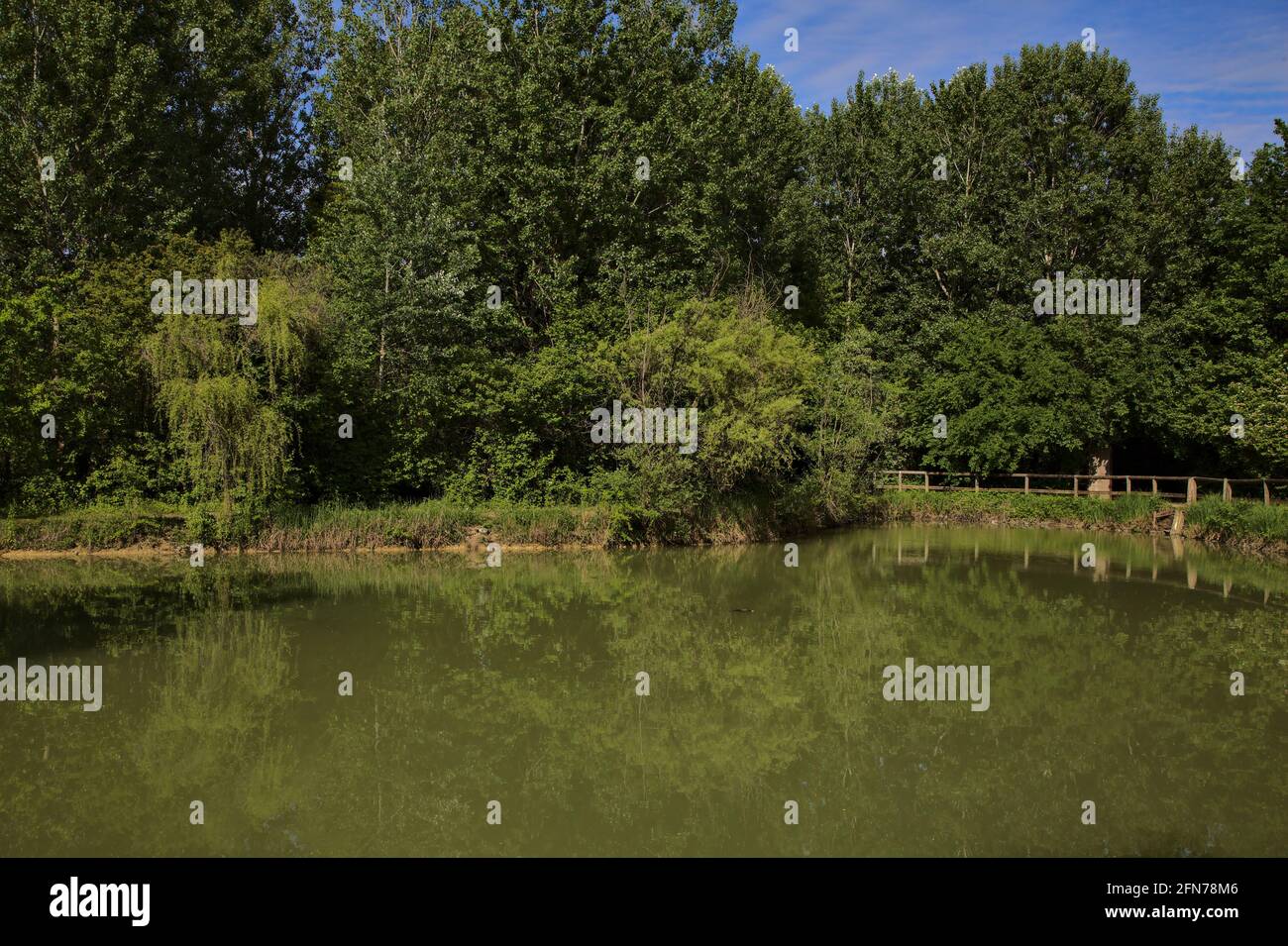Recover duck pond hi-res stock photography and images - Alamy