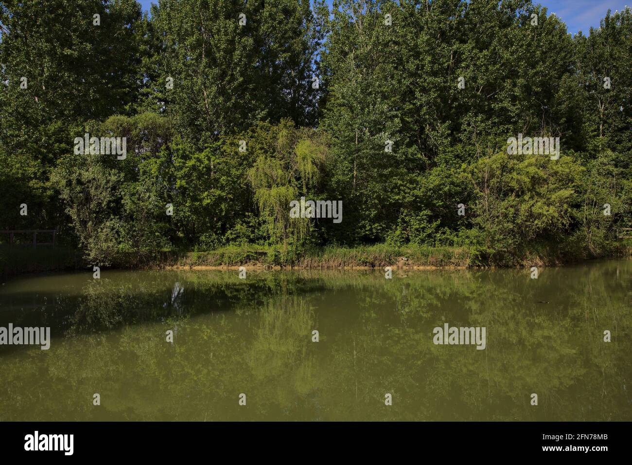 Recover duck pond hi-res stock photography and images - Alamy