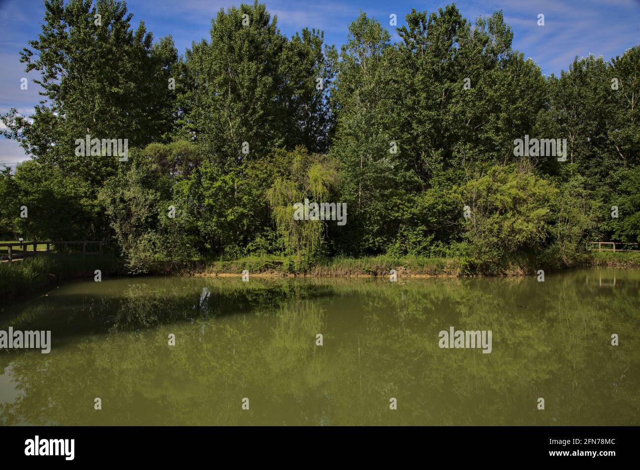 Recover duck pond hi-res stock photography and images - Alamy
