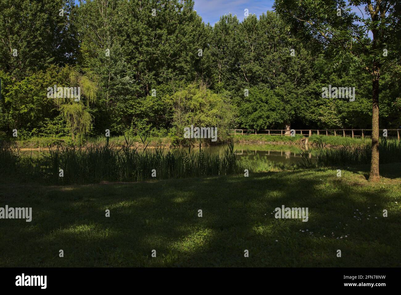 Recover duck pond hi-res stock photography and images - Alamy