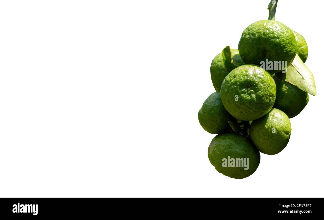 Southeast asia fruit tree Cut Out Stock Images & Pictures - Alamy