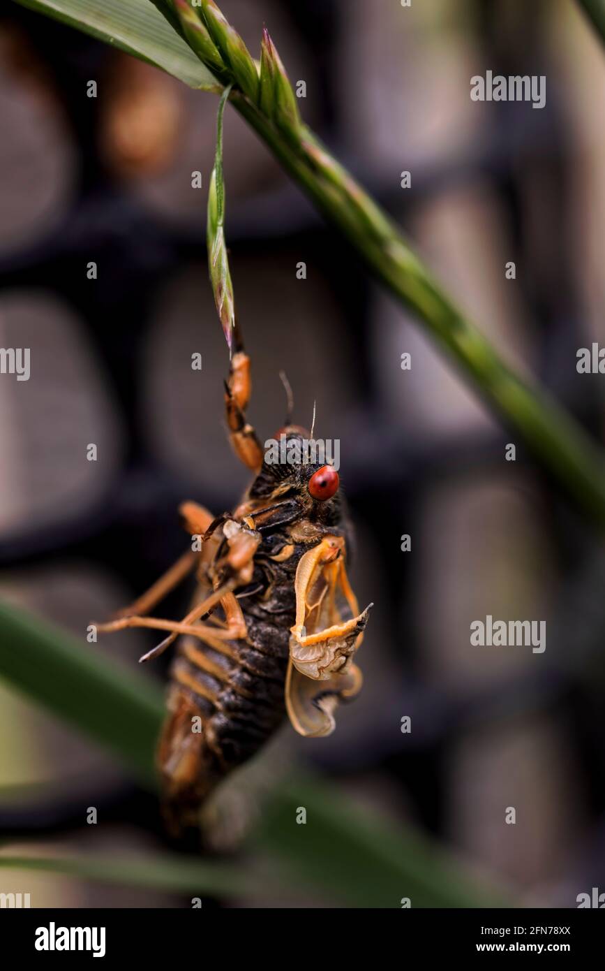 Cicada Life Cycle Diagram