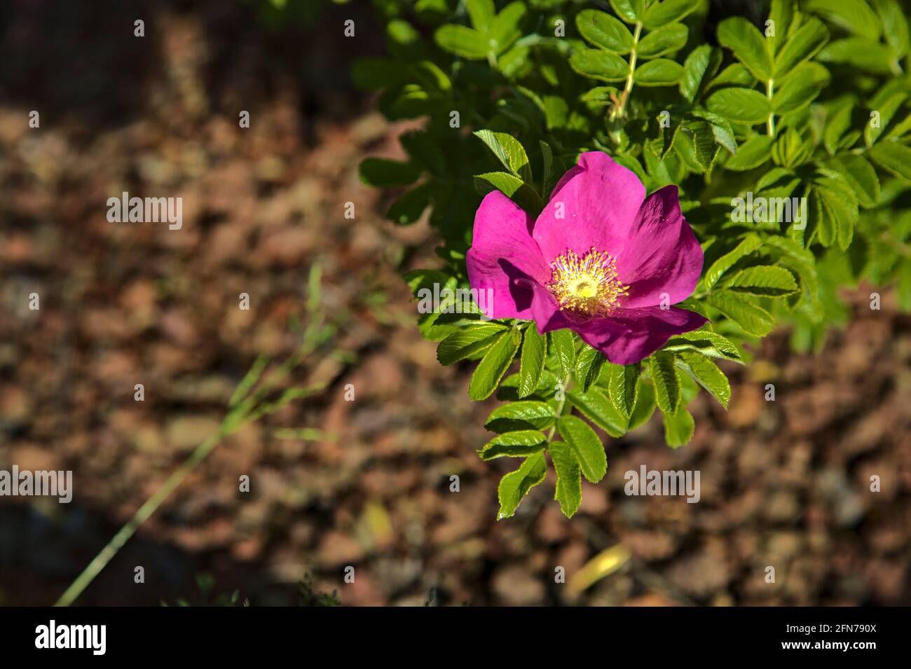 Rosebush border garden hi-res stock photography and images - Alamy