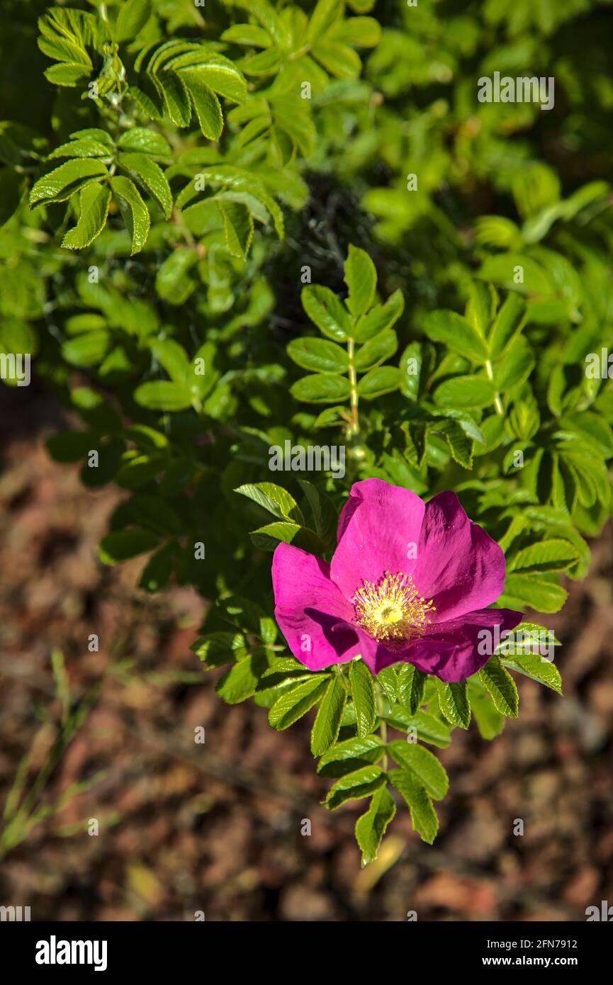 Mutabilis rose hi-res stock photography and images - Alamy