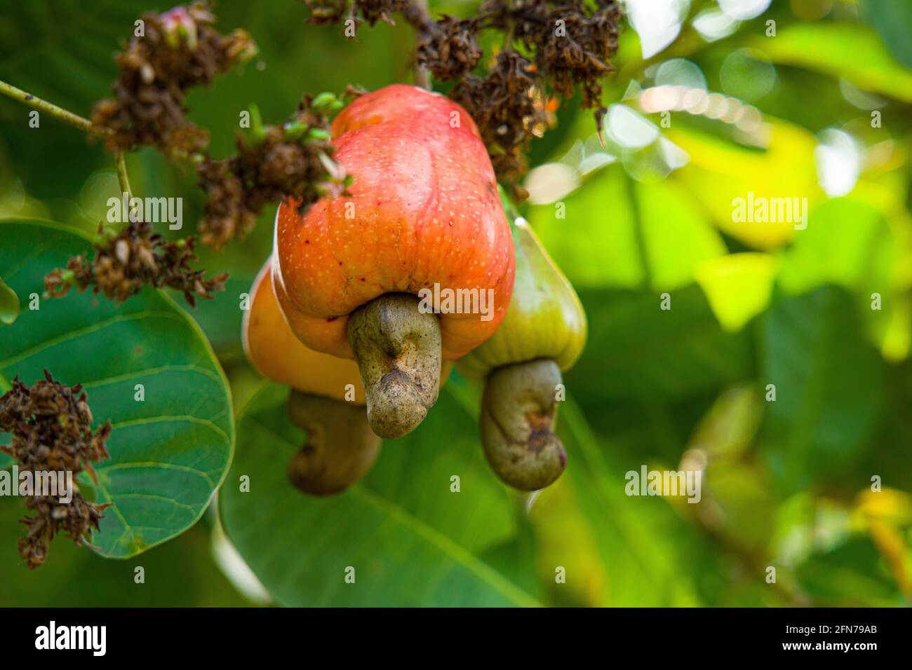 Caju fruit anacardium occidentale on hi-res stock photography and ...