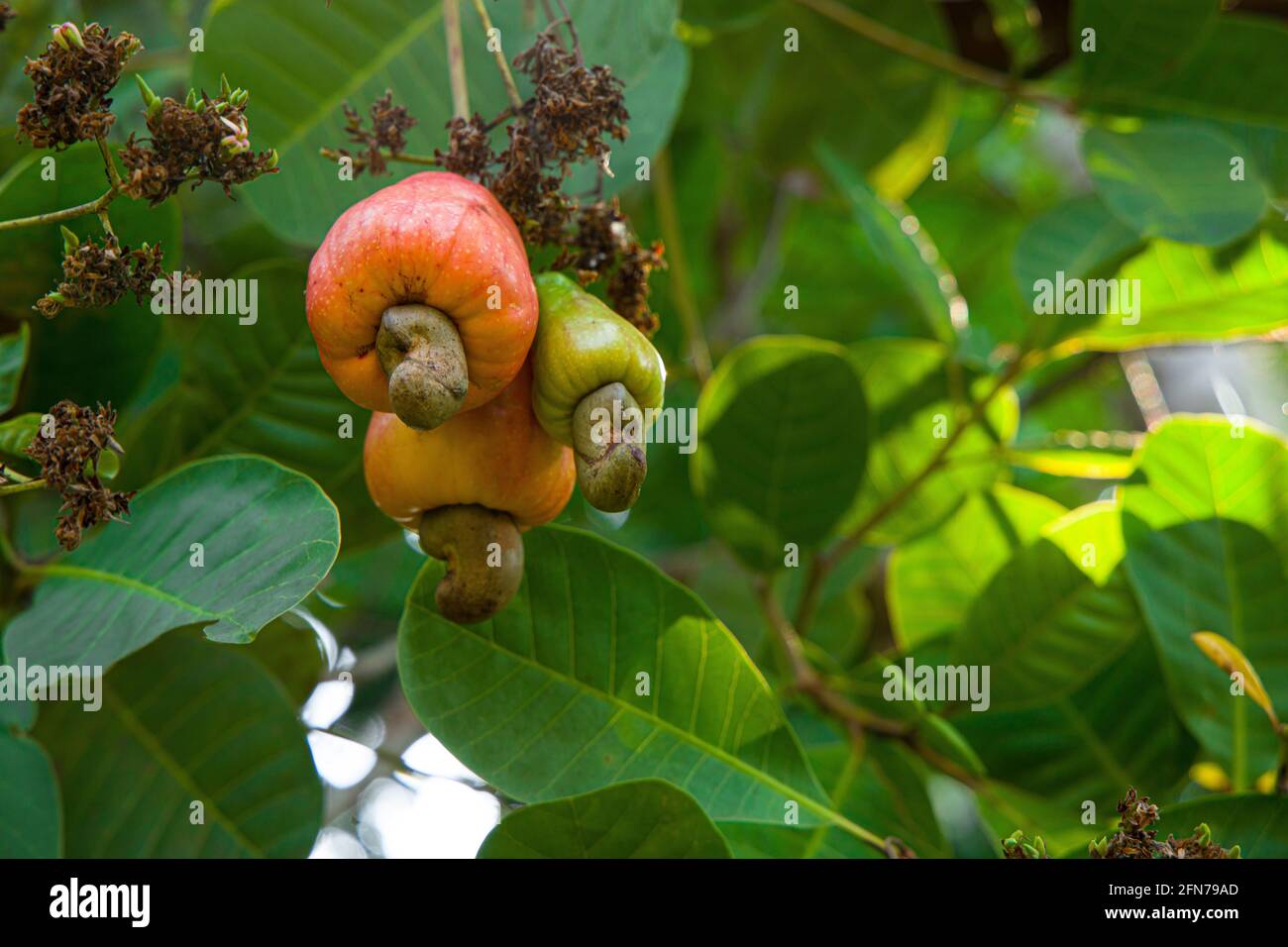 Cashew nut tree hi-res stock photography and images - Alamy