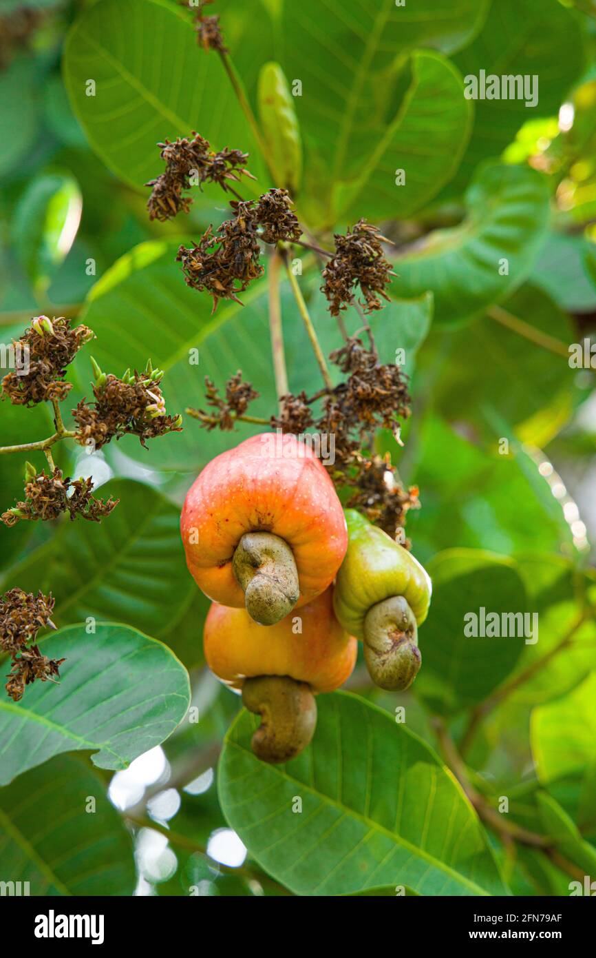 Cashew nut tree hi-res stock photography and images - Alamy