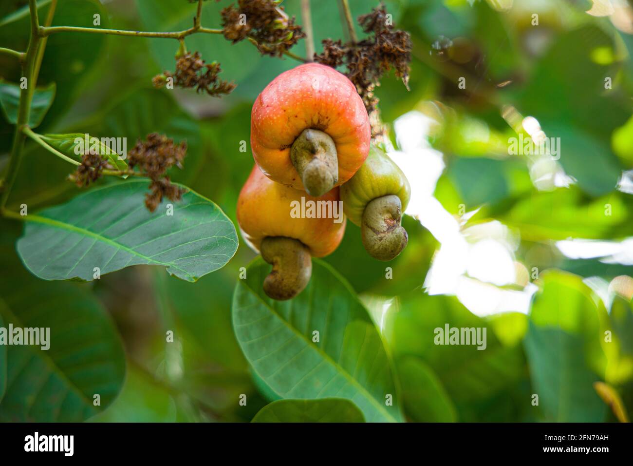 Cashew nut tree,filled with red fruits Stock Photo - Alamy