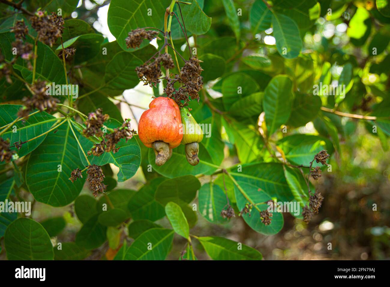 Cashew nut tree,filled with red fruits Stock Photo - Alamy