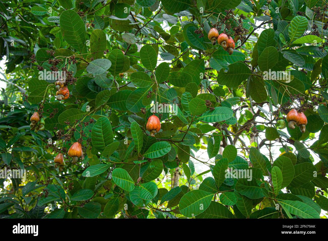 Caju fruit anacardium occidentale on hi-res stock photography and ...