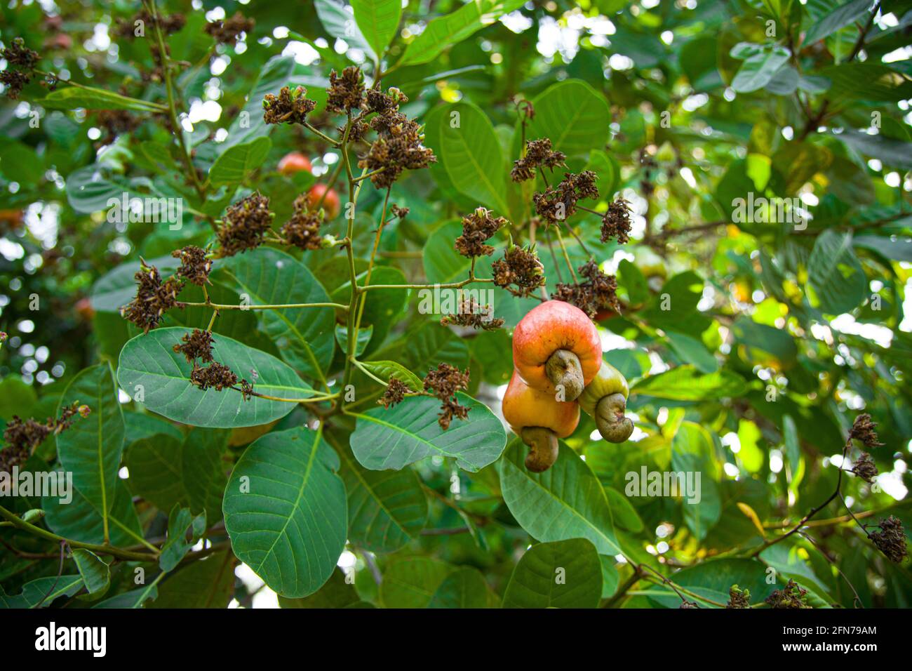 Cashew nut tree,filled with red fruits Stock Photo - Alamy