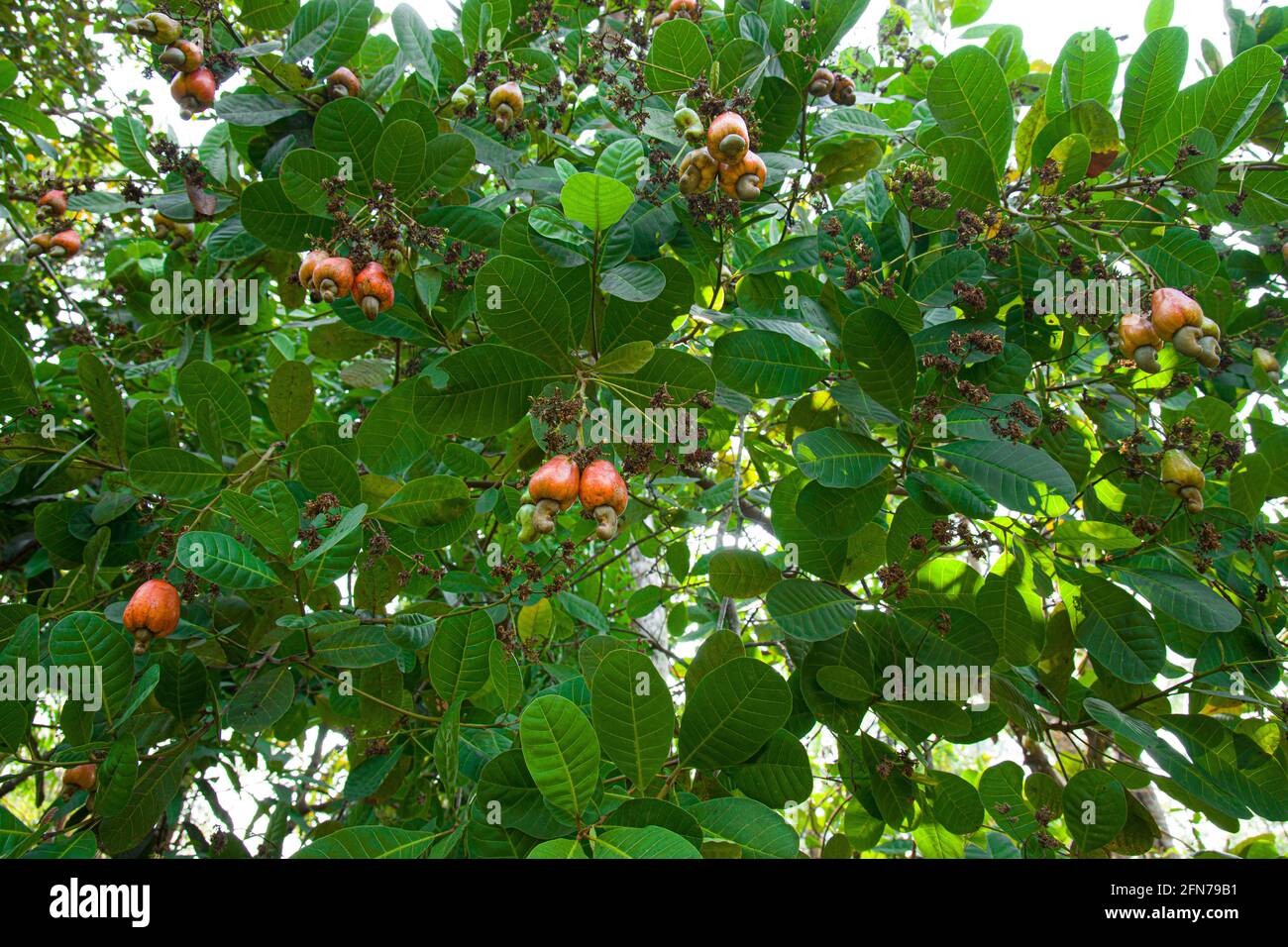Fruits cashew nuts growing hi-res stock photography and images - Alamy