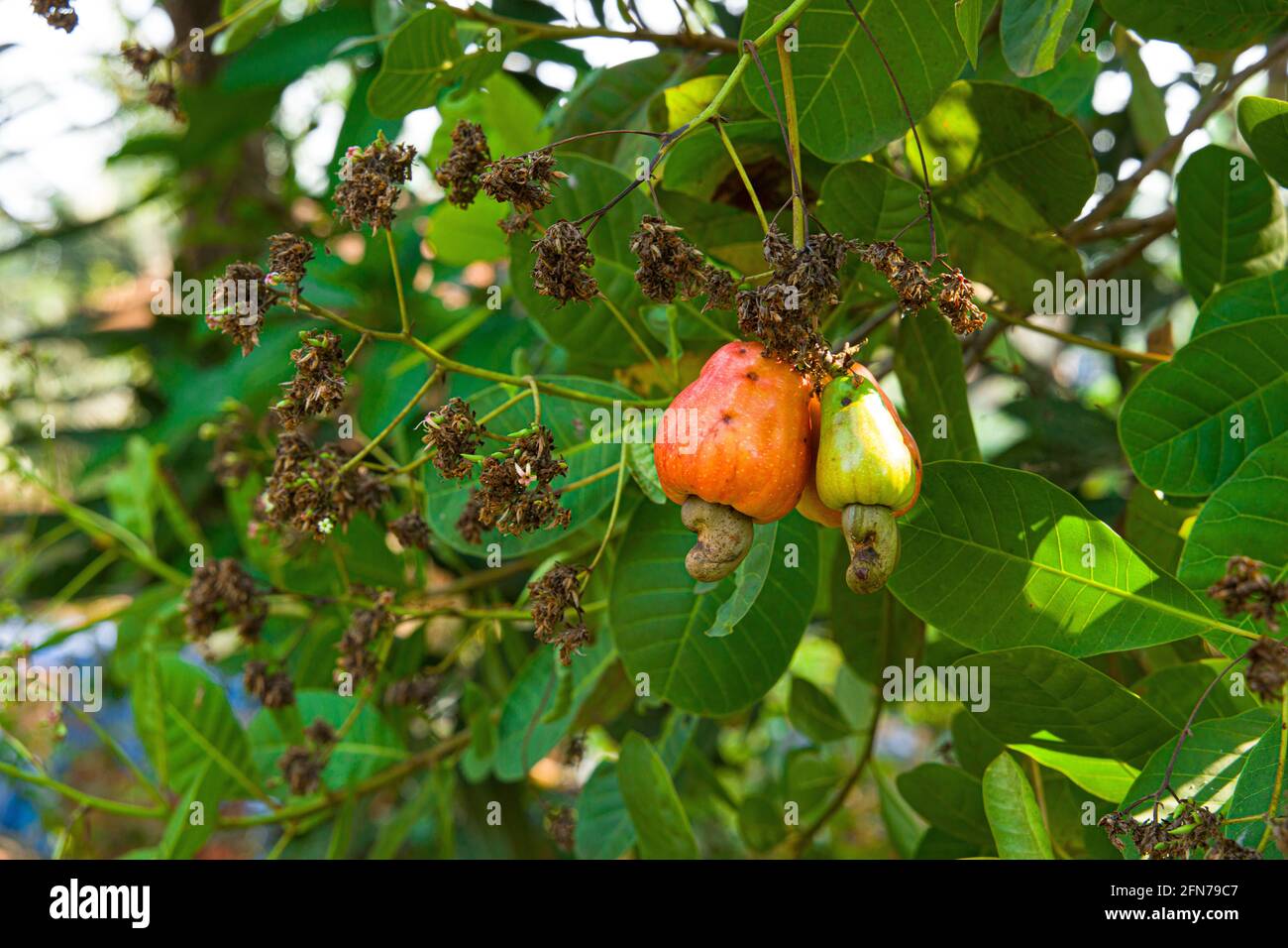 Cashew nut tree,filled with red fruits Stock Photo - Alamy
