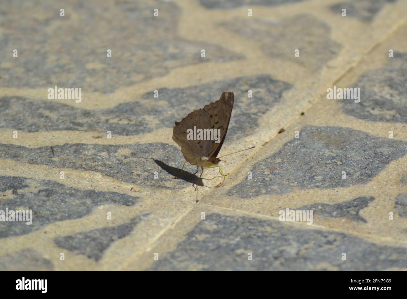 Closeup shot of a brown butterfly on a concrete surface Stock Photo - Alamy