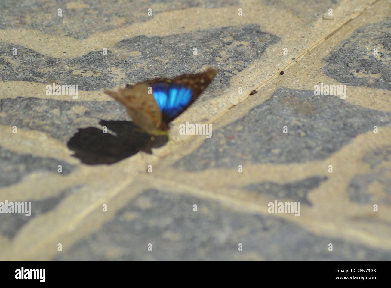 Closeup shot of a brown butterfly on a concrete surface Stock Photo - Alamy