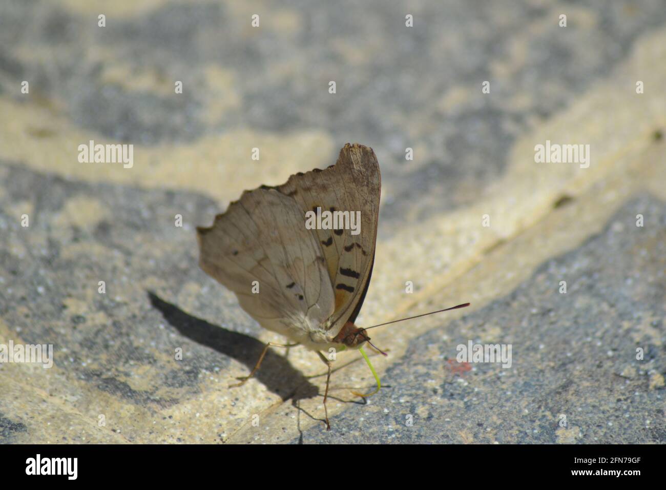 Closeup shot of a brown butterfly on a concrete surface Stock Photo - Alamy