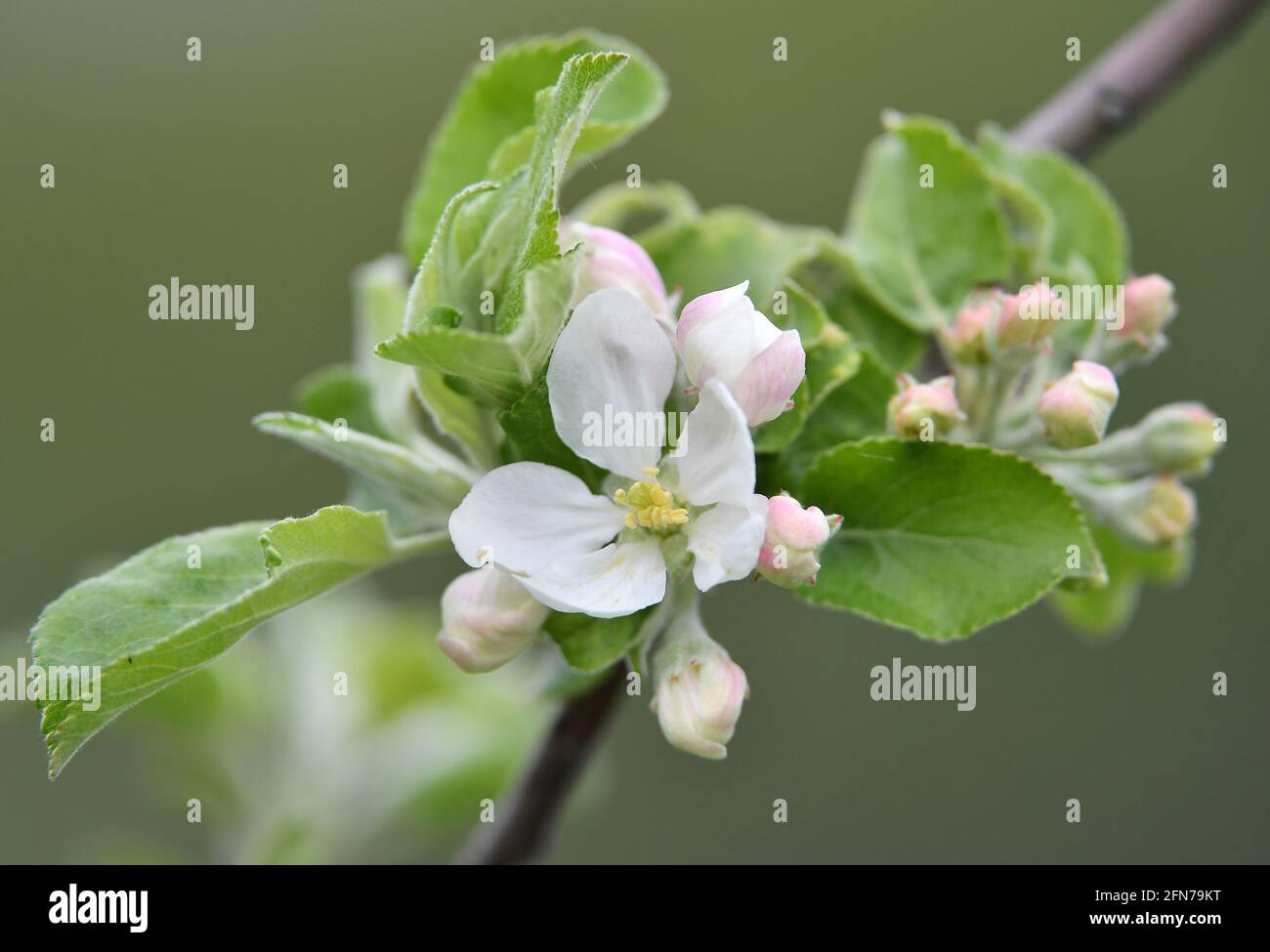Old apple varieties hi-res stock photography and images - Alamy