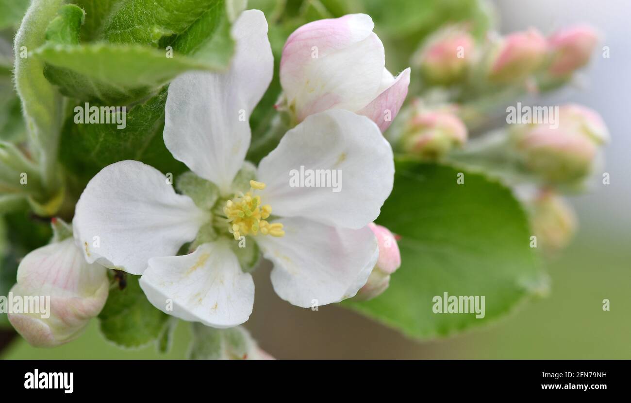 11 May 2021, Thuringia, Gierstädt: The "Flamed Cardinal", a very old ...