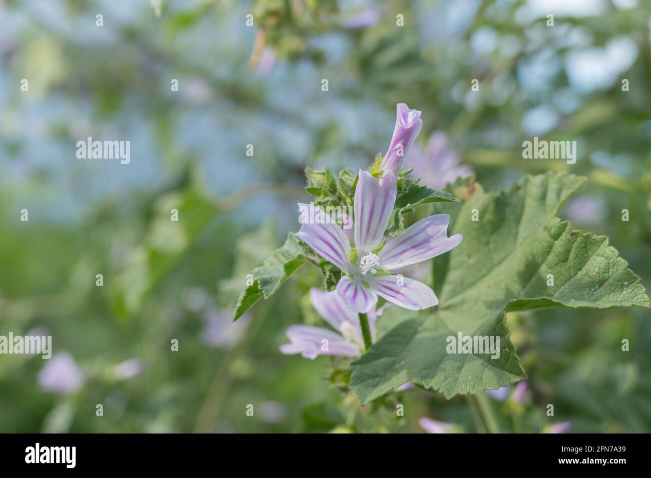 flower and leaf of the common mallow plant on a sunny day outdoors ...