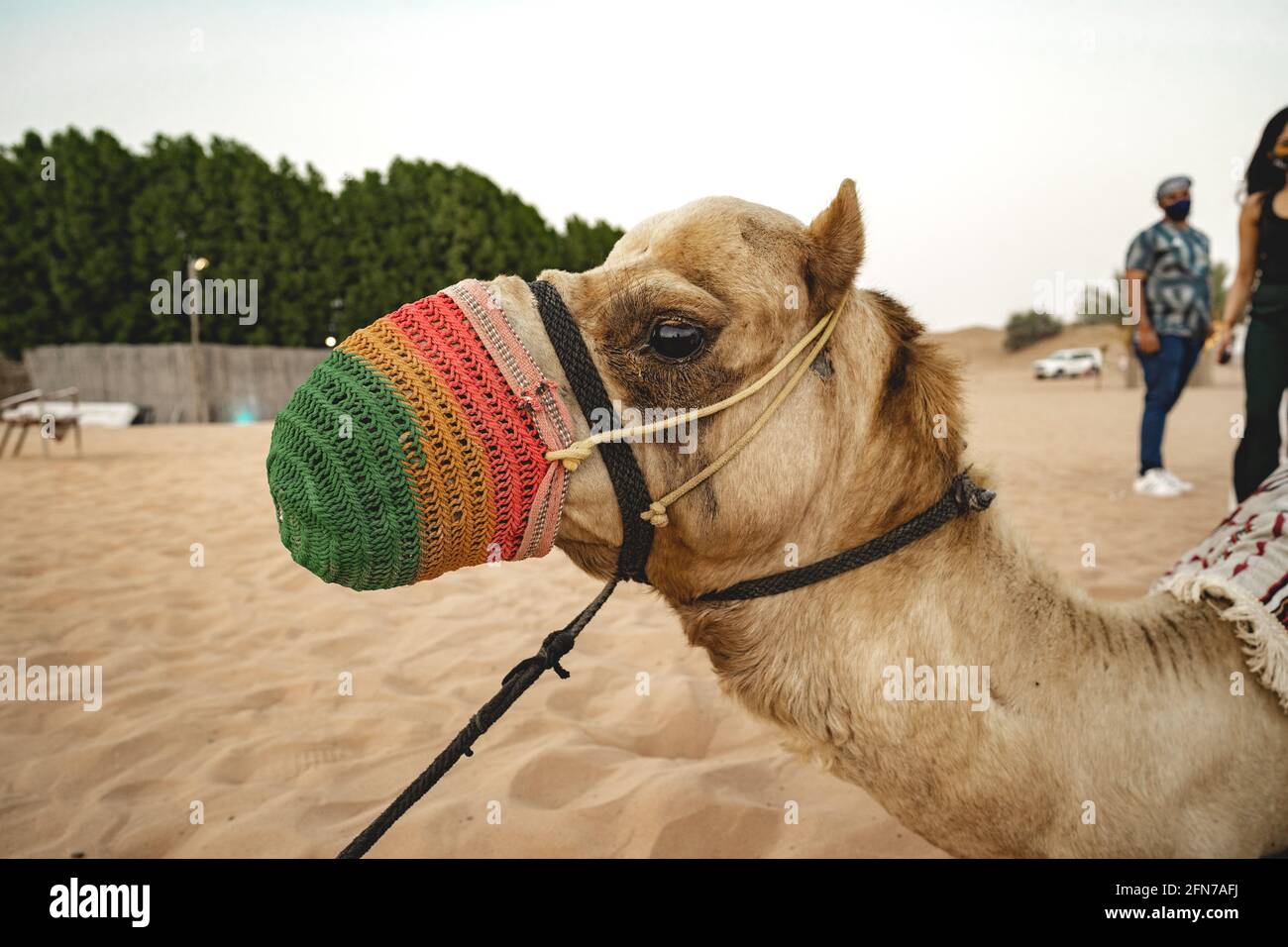 Camel on leash hi-res stock photography and images - Alamy