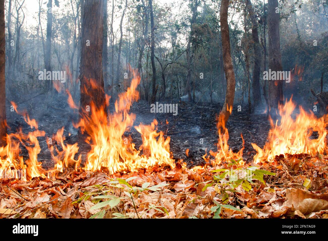 bush fire in tropical forest Stock Photo - Alamy