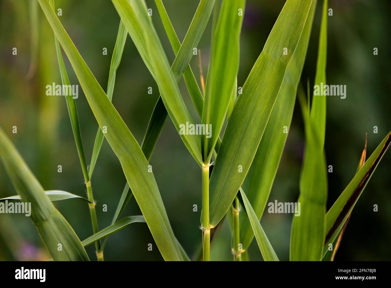 Reed meadow grass hi-res stock photography and images - Alamy