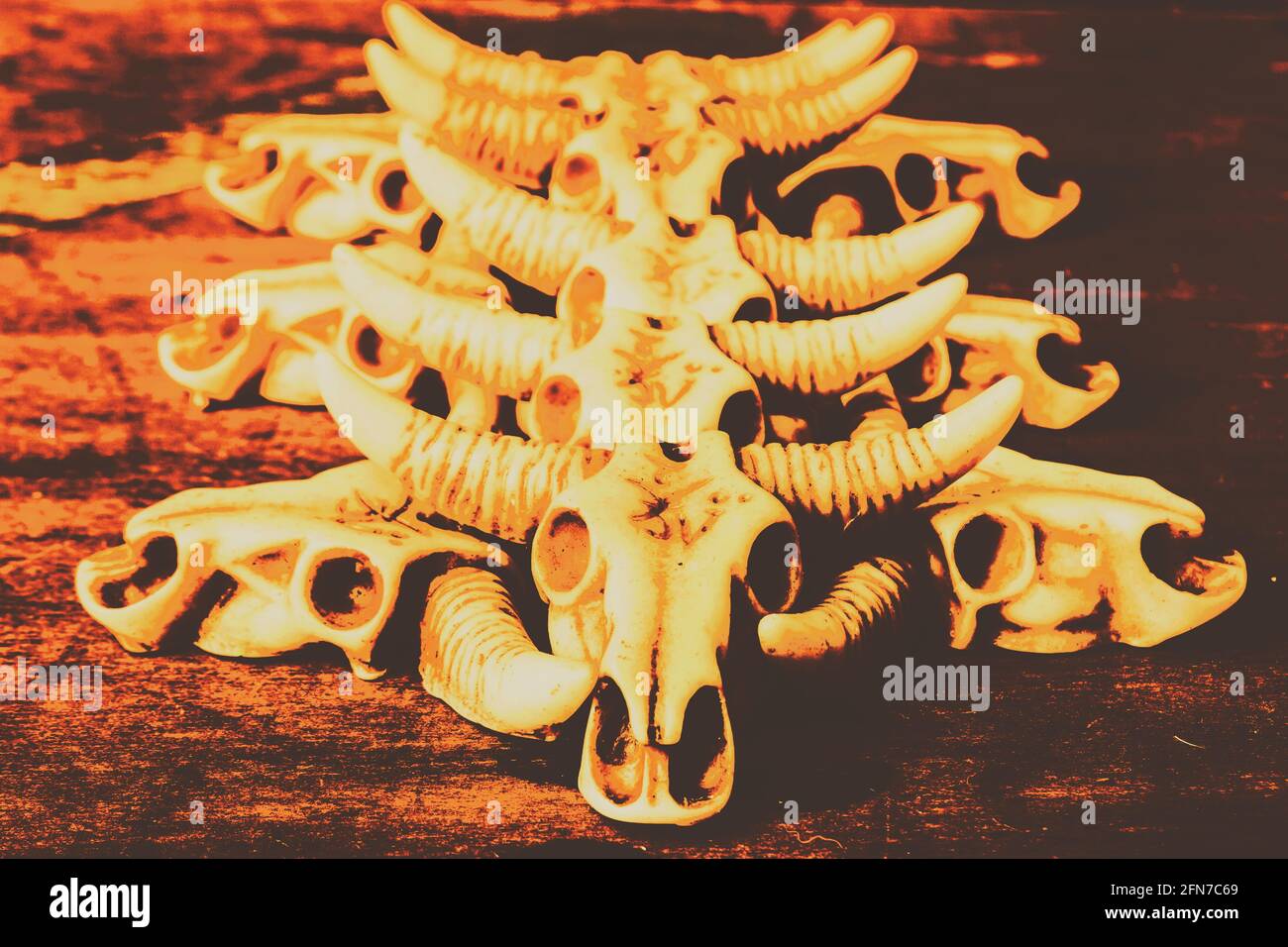 Cattle Bone High Resolution Stock Photography and Images - Alamy