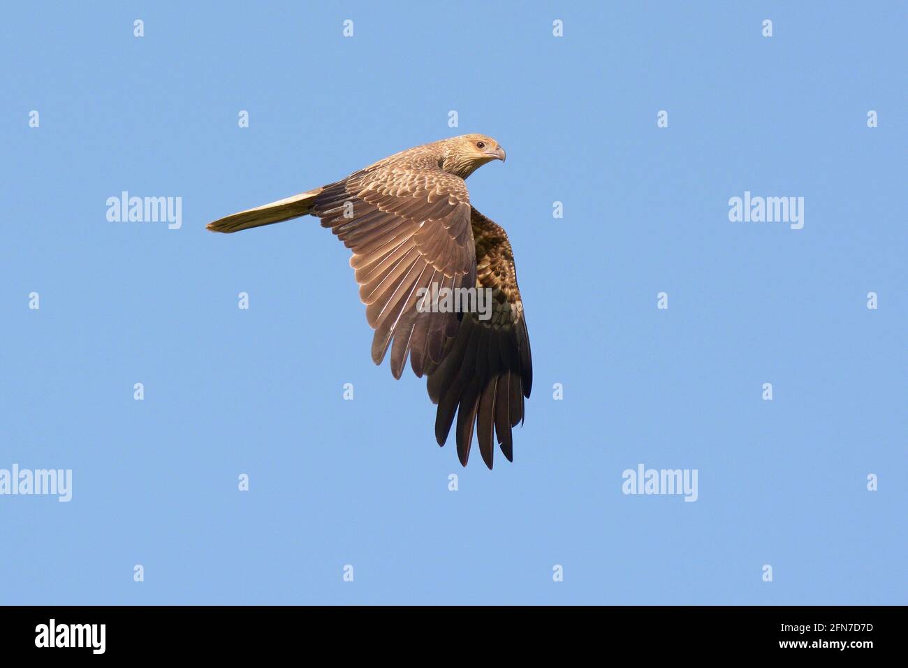 A Whistling Kite (Haliastur sphenurus) in flight in NSW, Australia ...