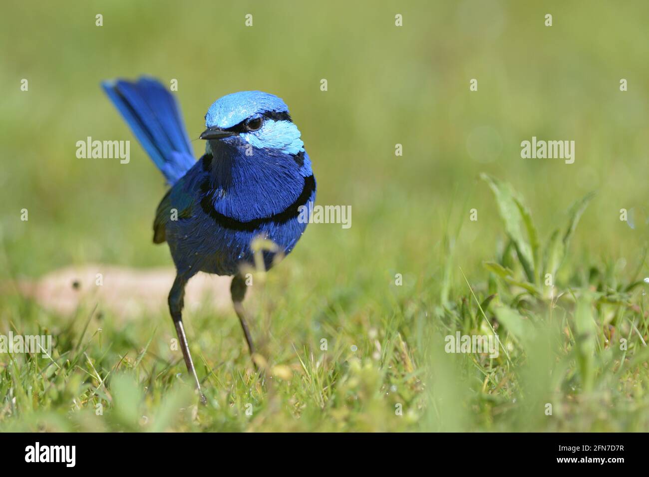 A vibrant blue adult male Splendid Fairy-wren (Malurus splendens) near ...