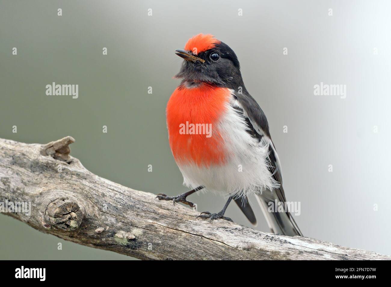 Red capped robin hi-res stock photography and images - Alamy