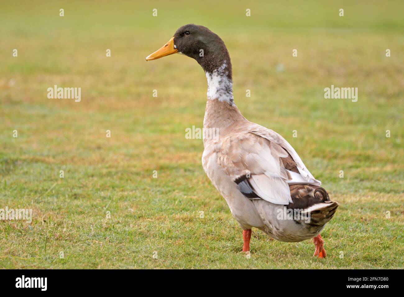 A Mallard hybrid domestic duck walking on the ground in eastern ...