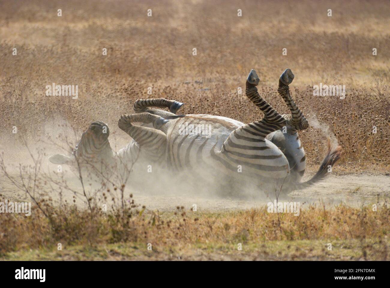 Zebra Dust Bathing High Resolution Stock Photography and Images - Alamy