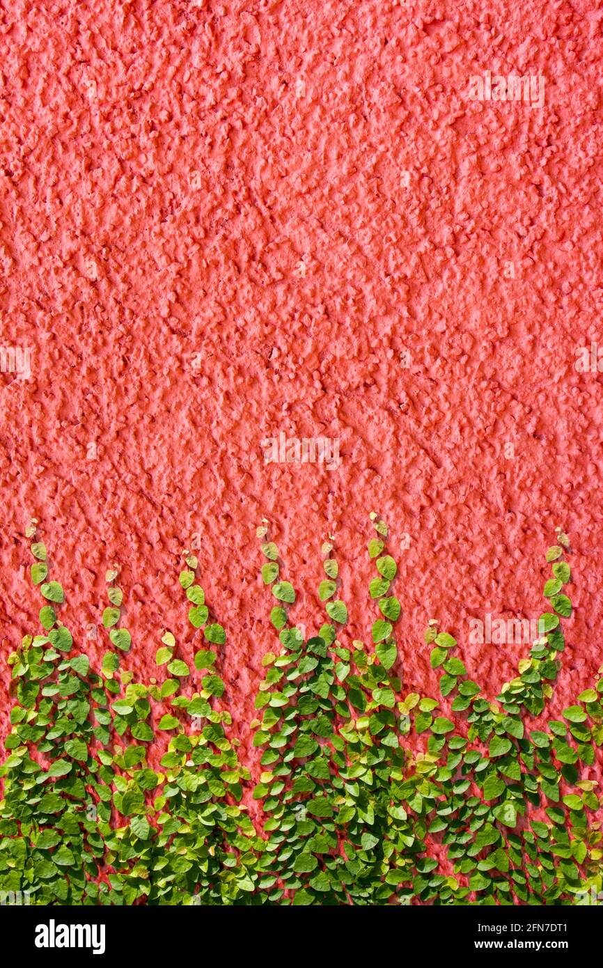 Climbing Ficus pumila on red wall Stock Photo - Alamy