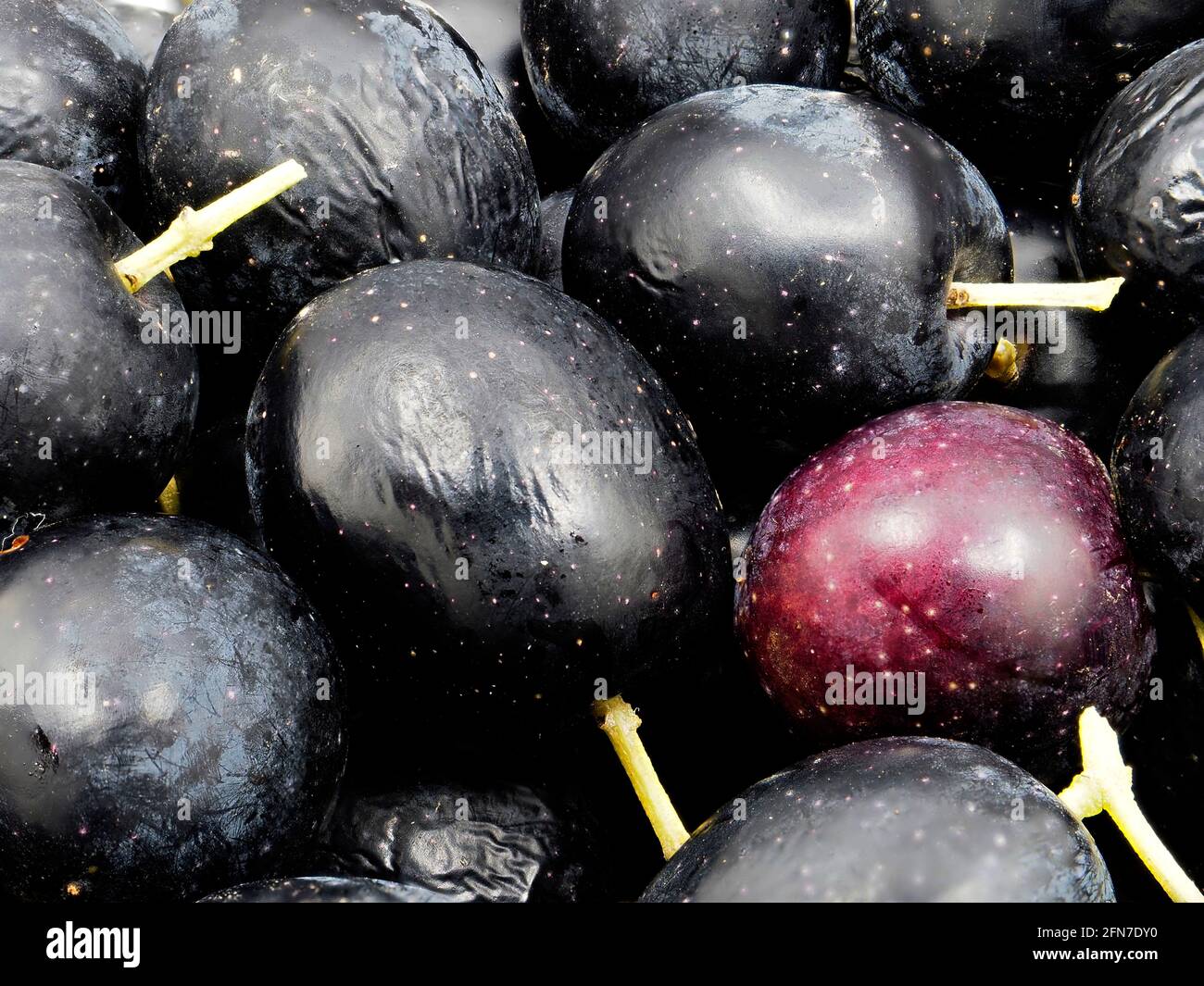 Black kalamata hi-res stock photography and images - Alamy